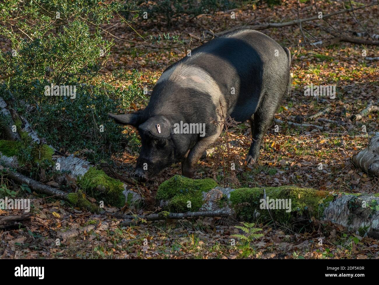 Gloucestershire Old Spots pig, in Bramshaw Wood, New Forest. Common ...