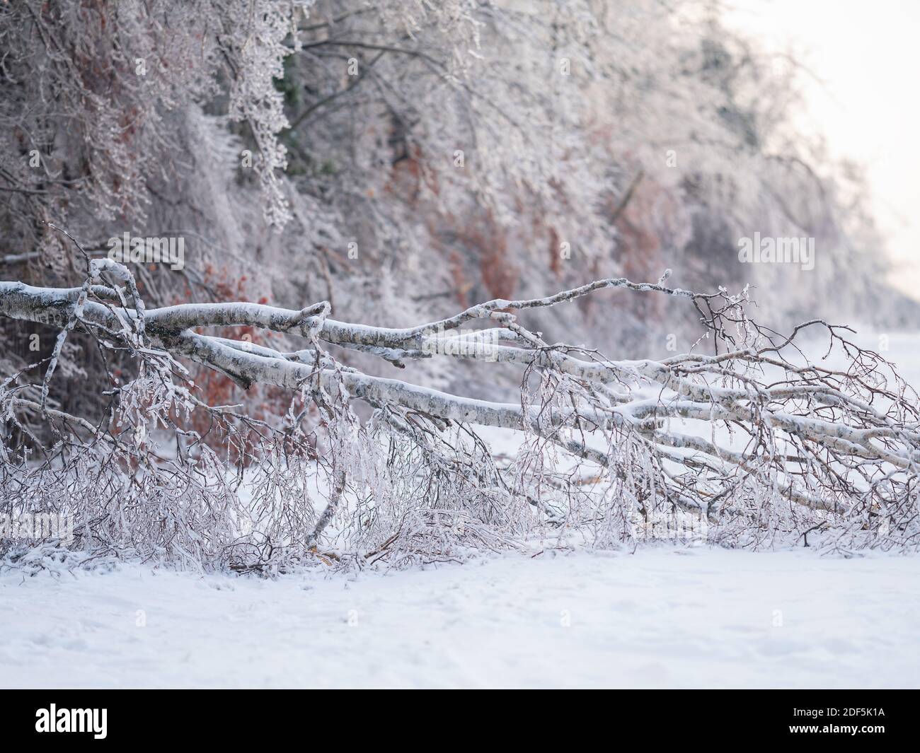 Season forest hi-res stock photography and images - Alamy