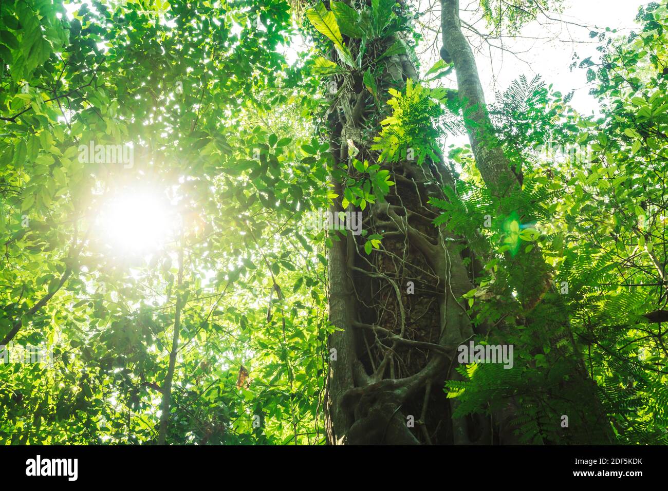 Sunlit tropical green forest with trees, ivy, palm leaves and, Palenque ...