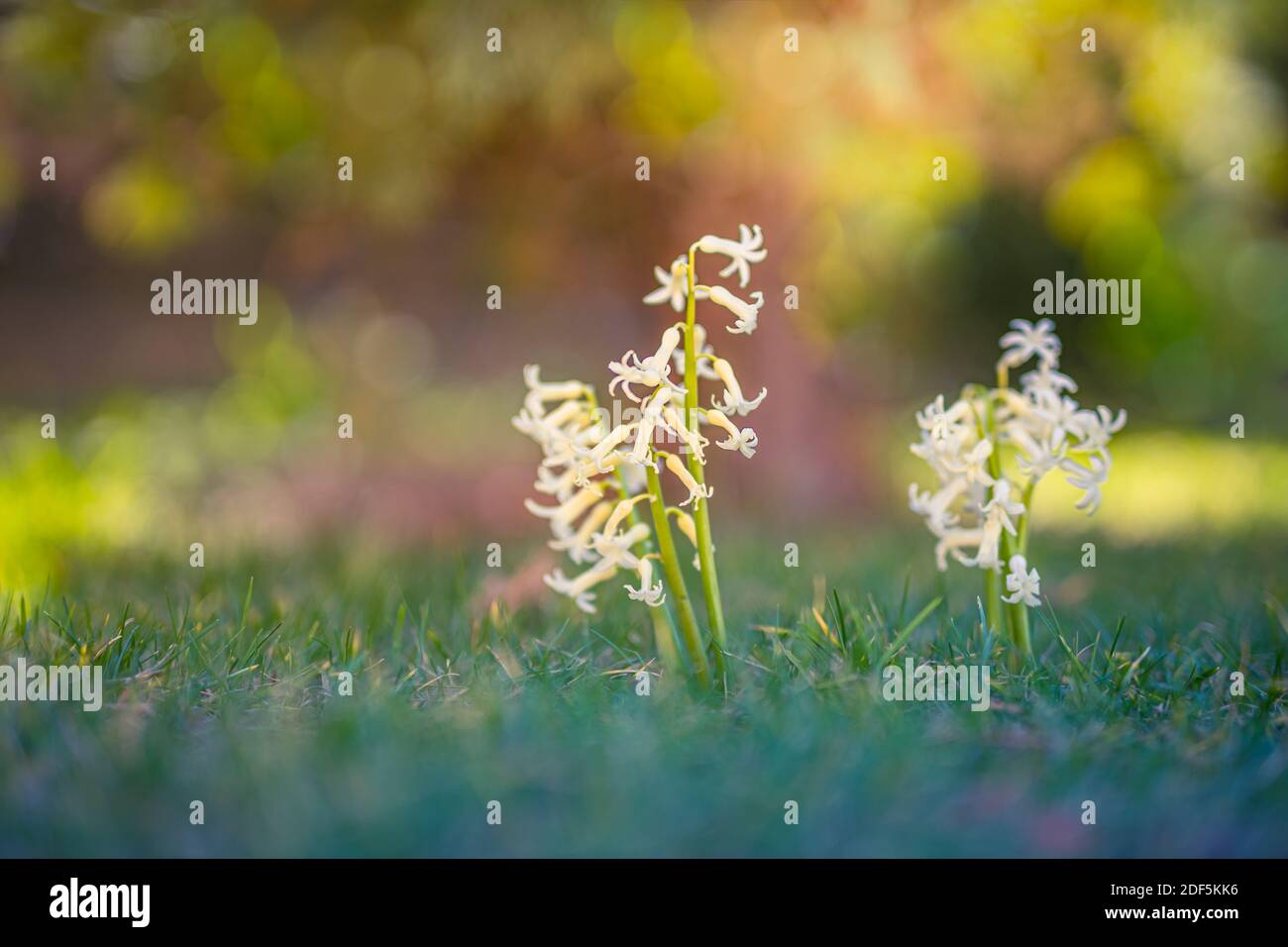 Beautiful garden flowers hi-res stock photography and images - Alamy