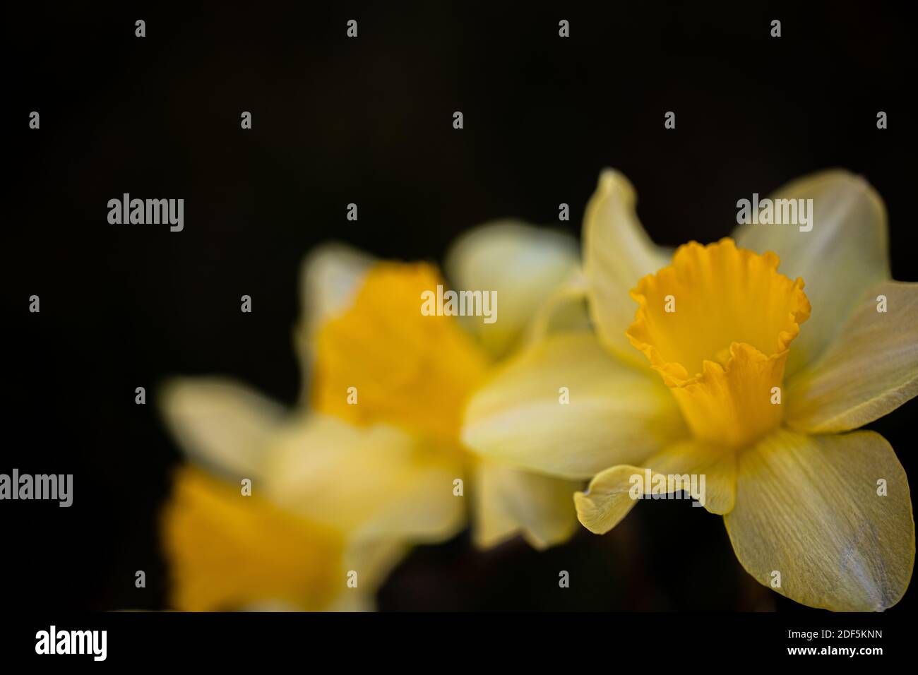 Amazing Yellow Daffodils flower field in the morning sunlight. The ...