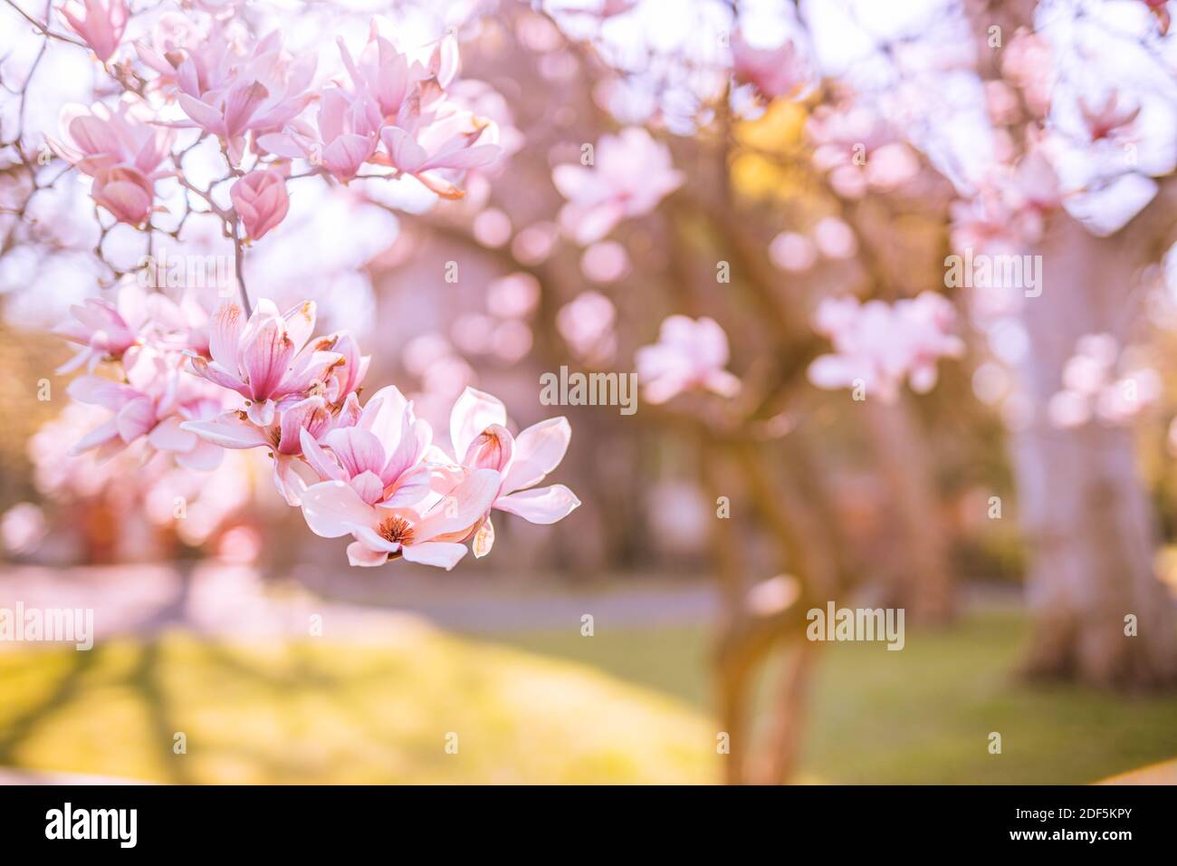 Moody floral hi-res stock photography and images - Alamy