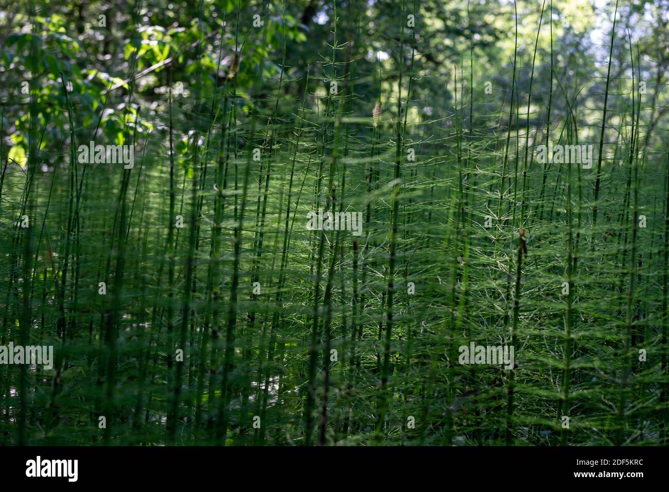 horsetail grows in a swamp, ancient primitive plant Stock Photo - Alamy