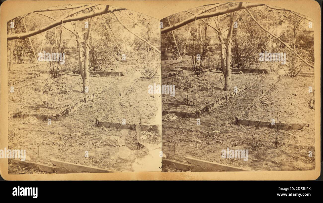 Kansas grasshoppers, still image, Stereographs, 1850 - 1930 Stock Photo ...