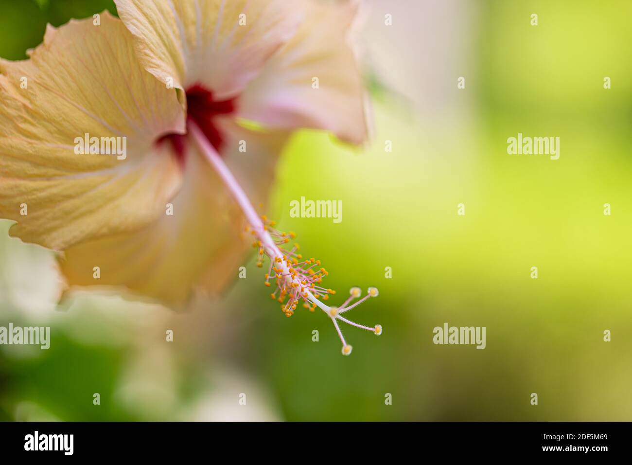 Nature floral hi-res stock photography and images - Alamy