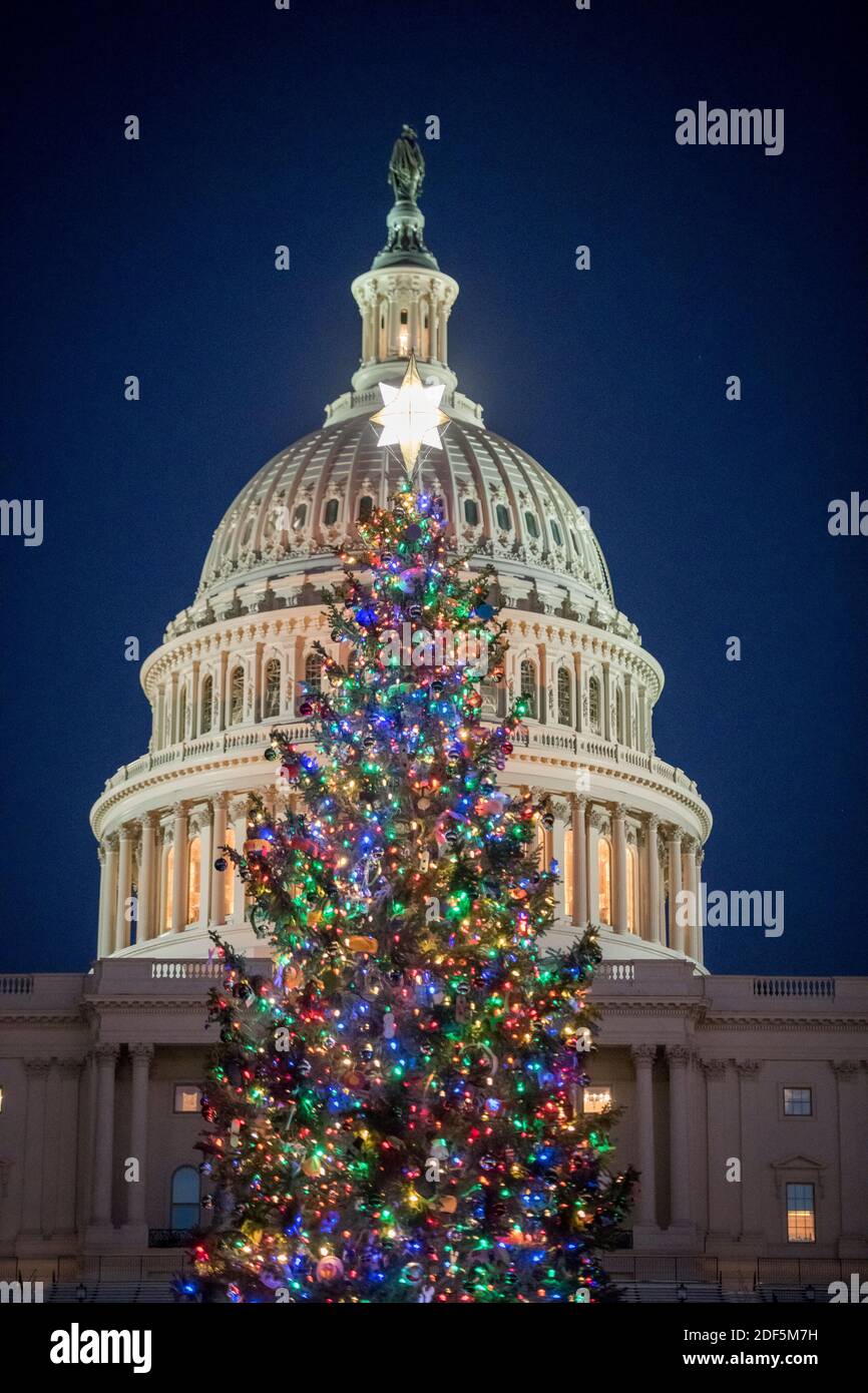 With the U.S. Capitol in the background, the U.S. Capitol Christmas Tree is illuminated during ...