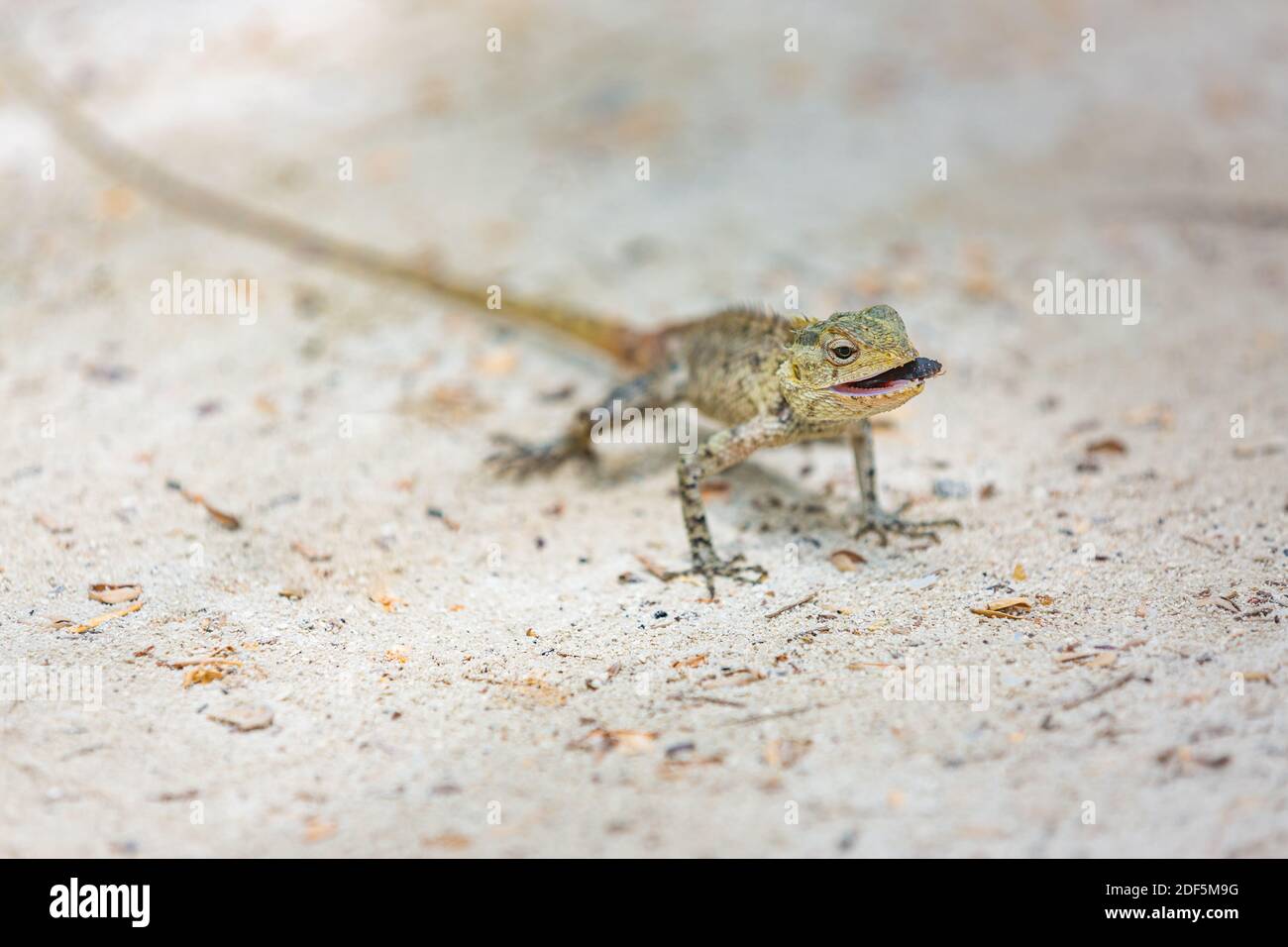 Wild lizard, oriental garden lizard sunbathing on fallen branch, with ...