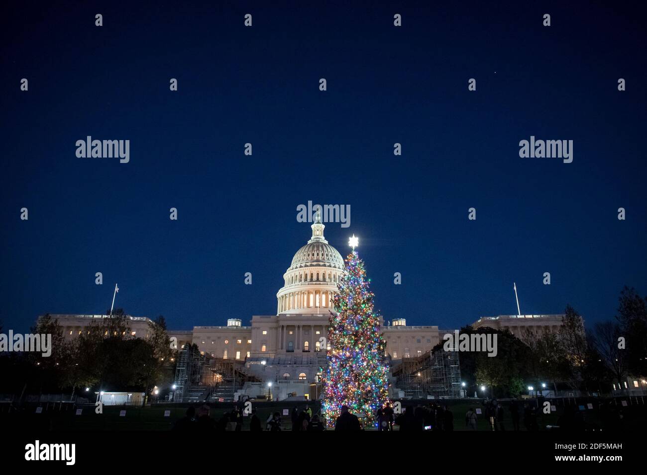 With the U.S. Capitol in the background, the U.S. Capitol Christmas Tree is illuminated during ...
