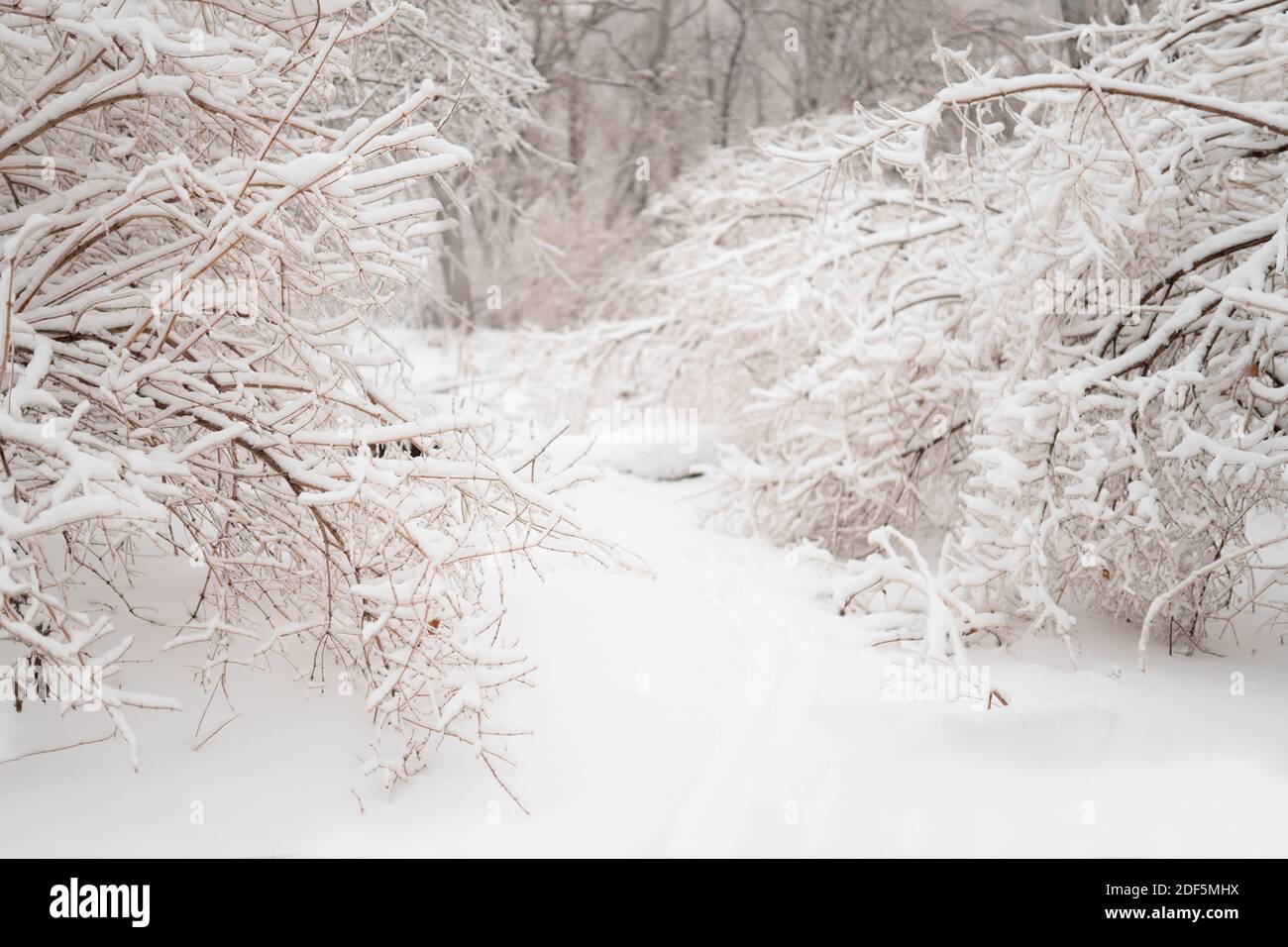 Beautiful winter forest after heavy first snow Stock Photo - Alamy