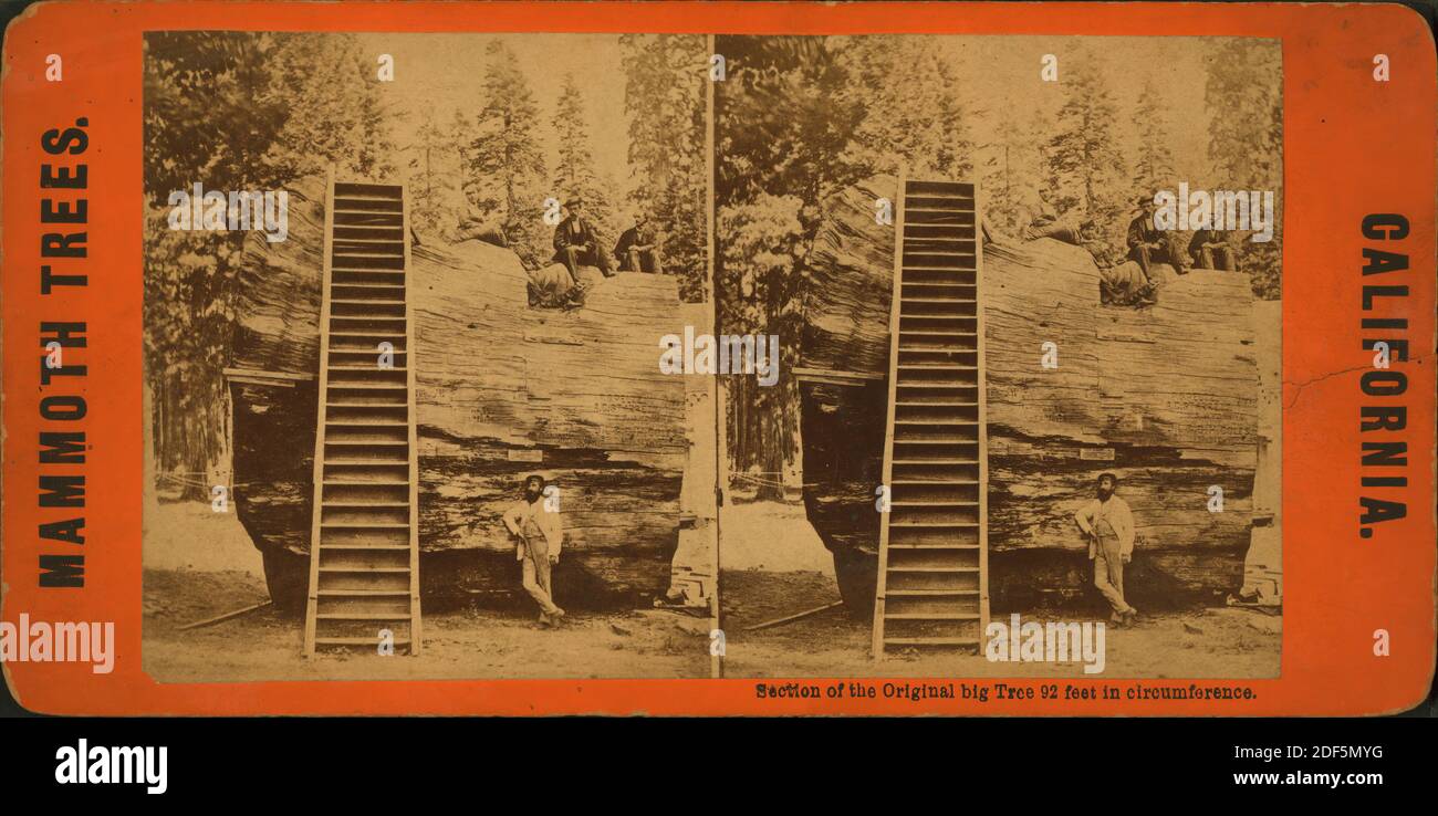 Section of the Original Big Tree, 92 feet in Circumference., still ...