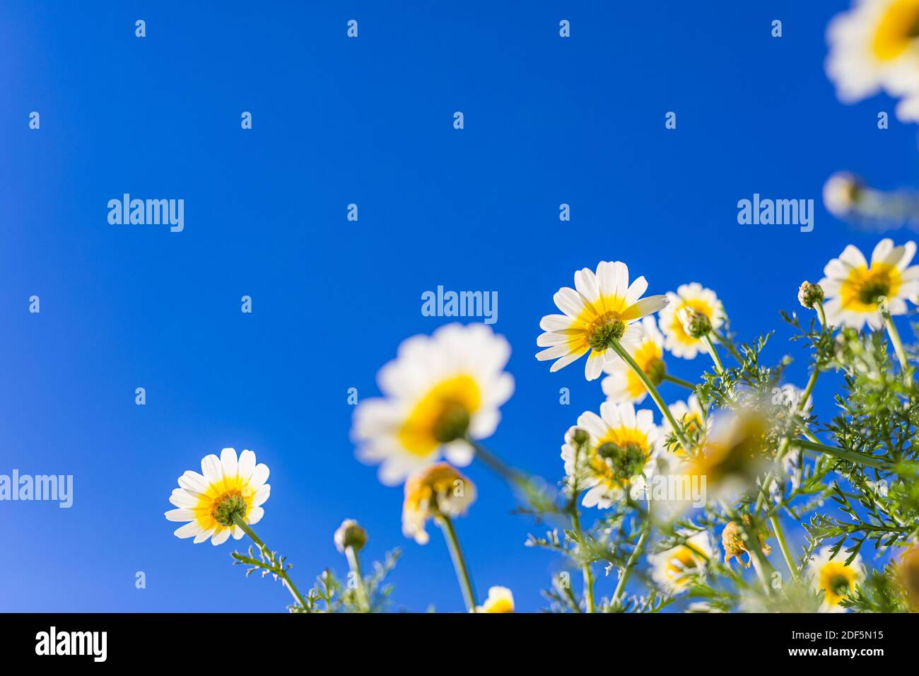 Closeup of daisy flower natural background. Bright blue sky nature view ...
