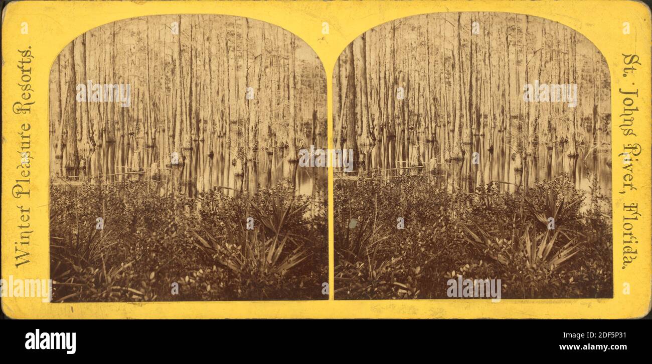 Cypress Swamp., still image, Stereographs, 1850 - 1930 Stock Photo - Alamy