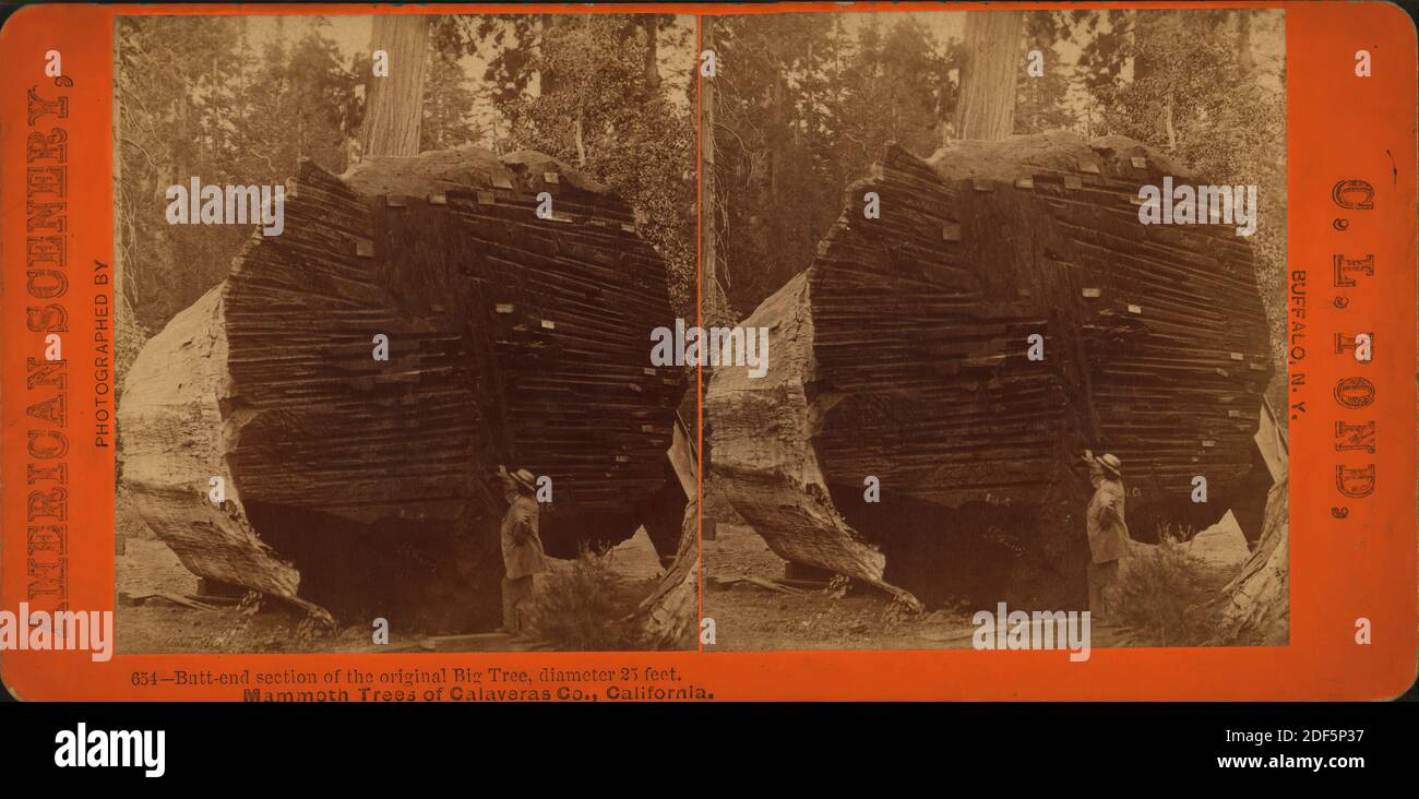 But-end section of the Original Big Tree, diameter 25 feet, Mammoth ...