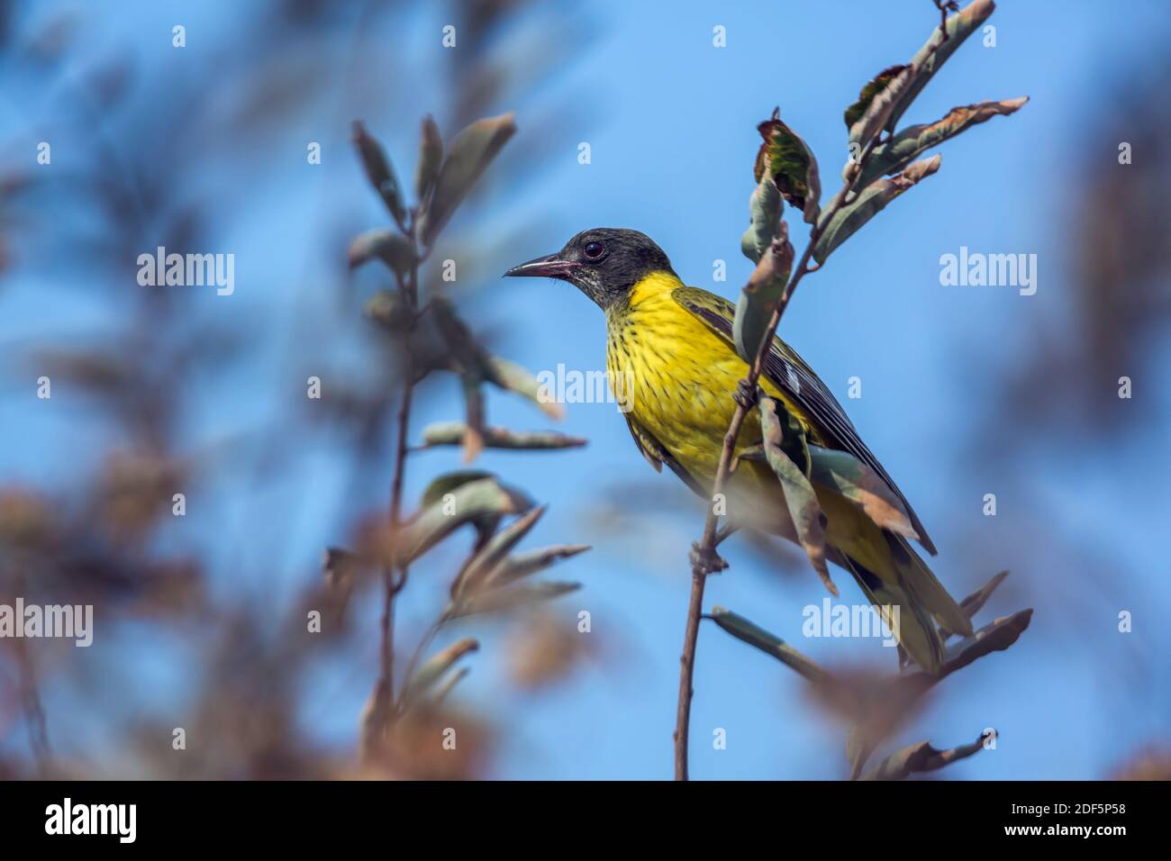 African black headed oriole hi-res stock photography and images - Alamy