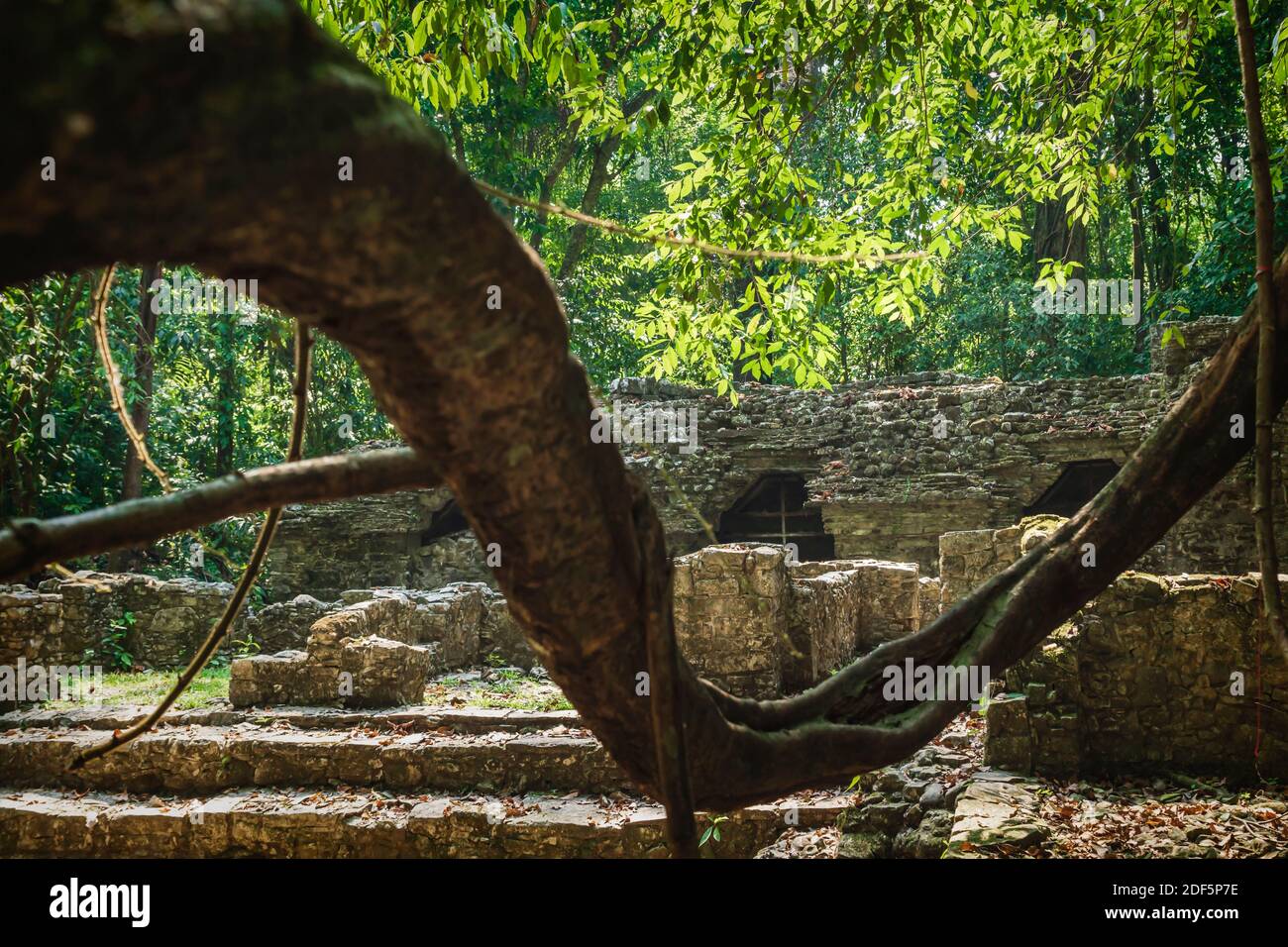 Overgrown Maya temple ruins behind large branch in lush green tropical ...
