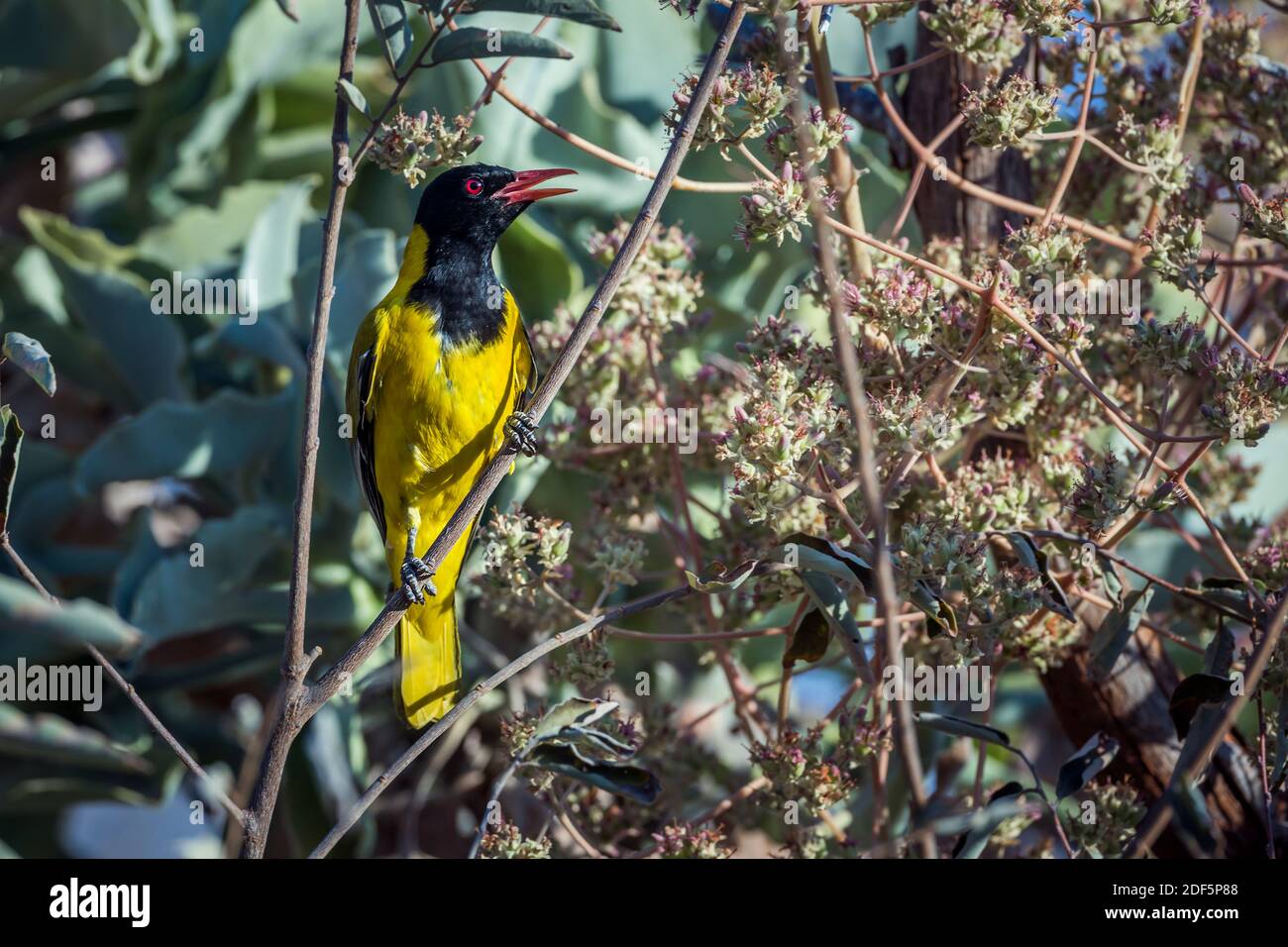 African Black headed Oriole hidding in flowering plant in Kruger ...