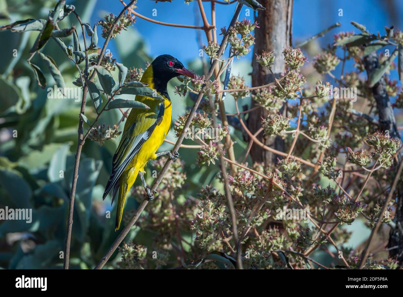 African Black headed Oriole hidding in flowering plant in Kruger ...