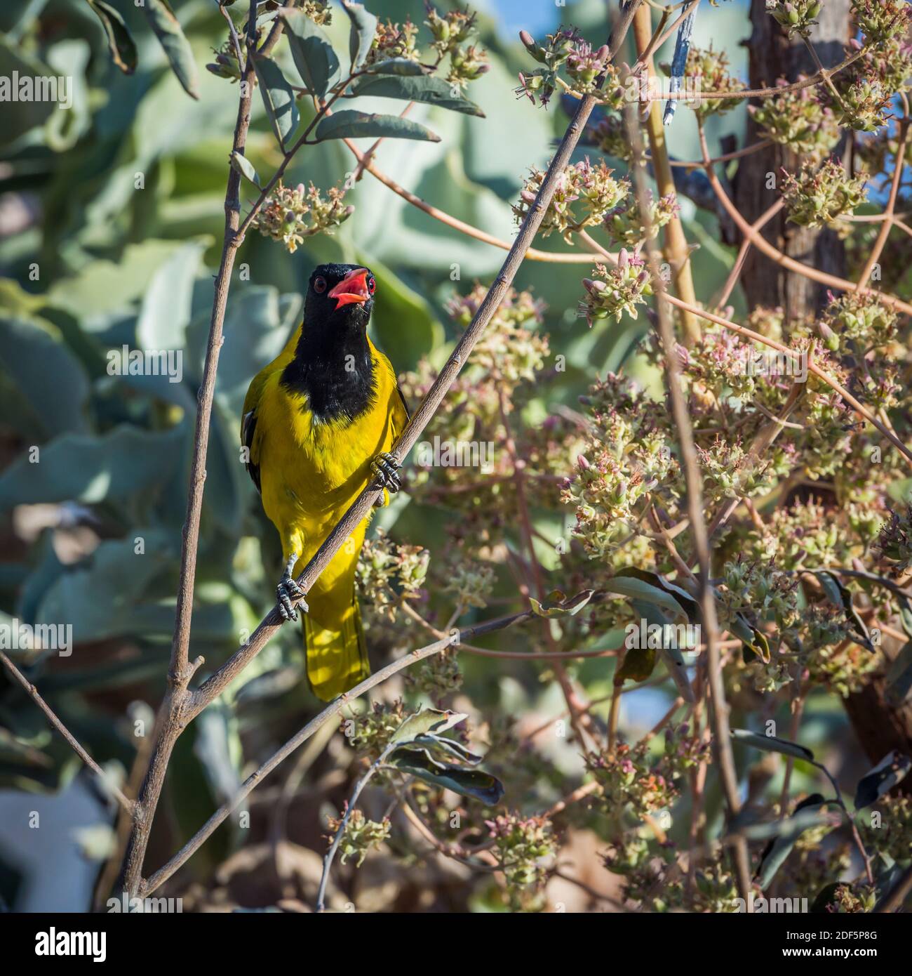 African Black headed Oriole singing in the bush in Kruger National park ...