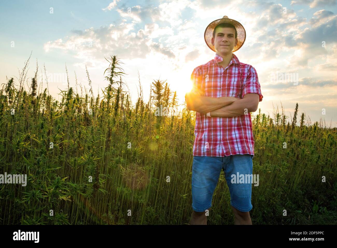 Farmer working on hemp field checking cannabis plants in the sun Stock ...