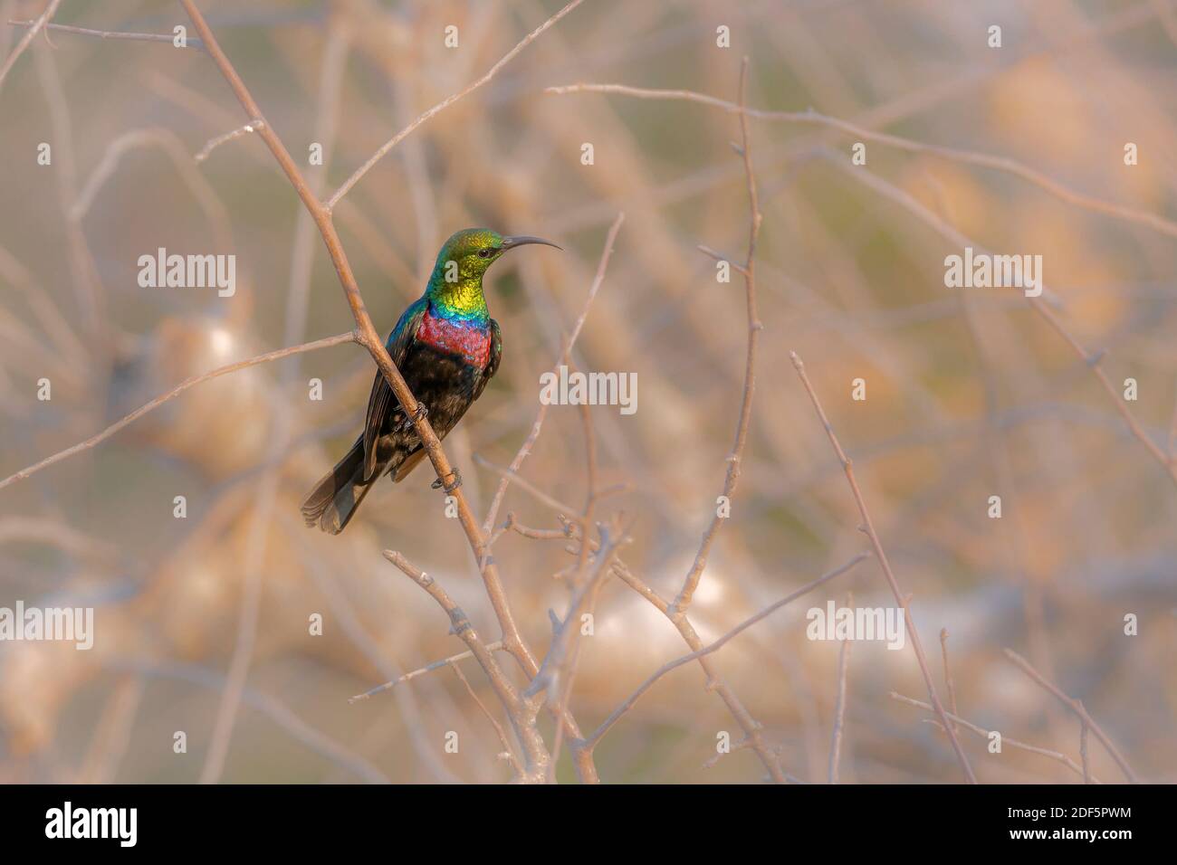 Abyssinian sunbird hi-res stock photography and images - Alamy