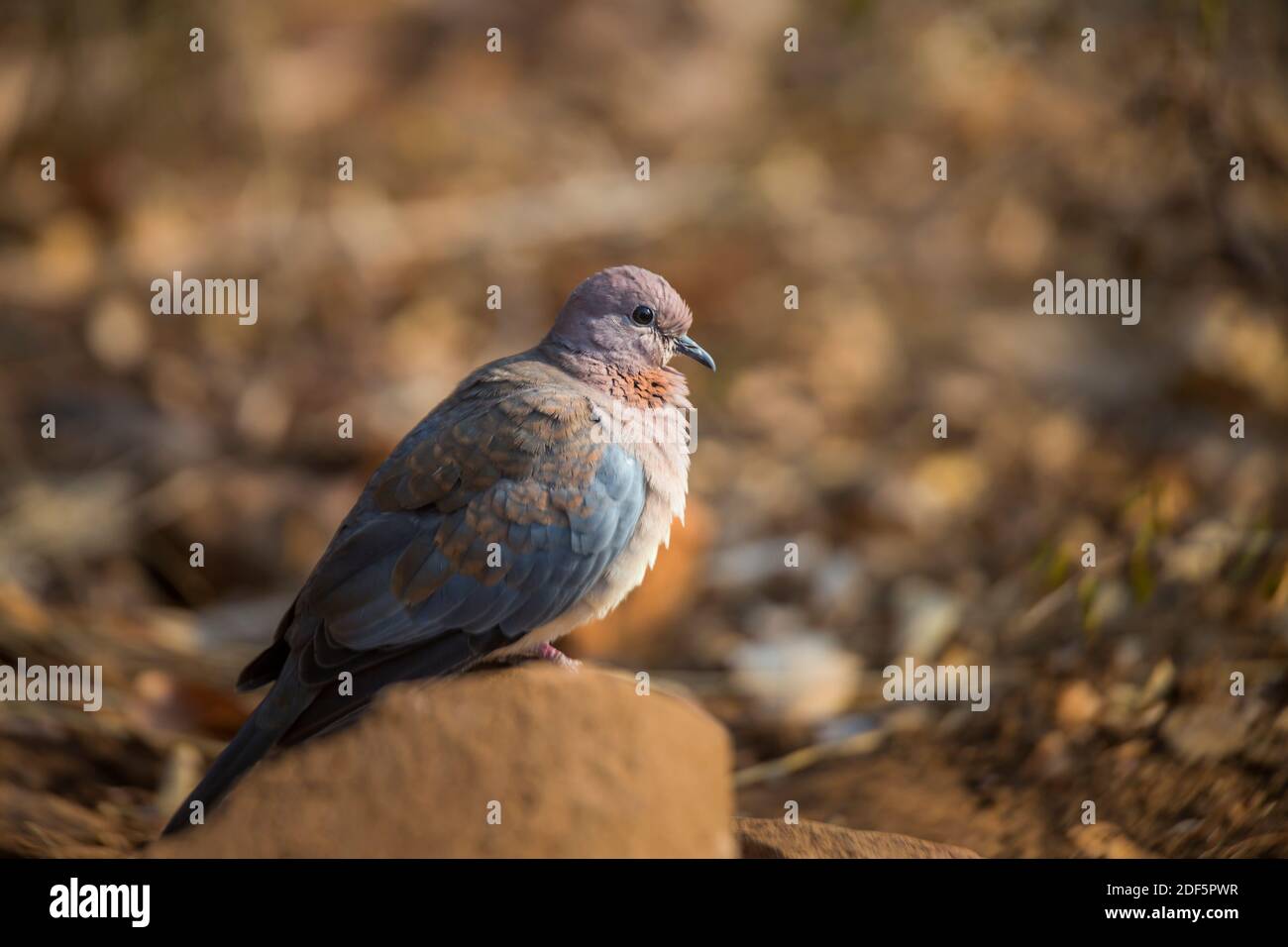 Laughing Dove standing on plot with natural background in Kruger ...