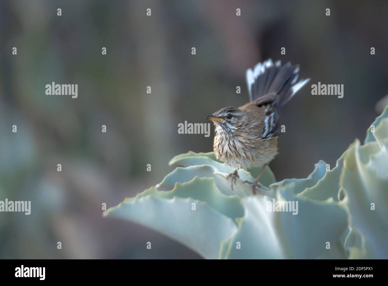 Red backed Scrub Robin standing in plant leaves in Kruger National park ...