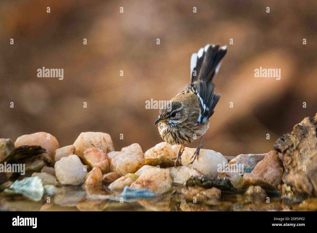 Red backed Scrub Robin standing at waterhole in Kruger National park ...
