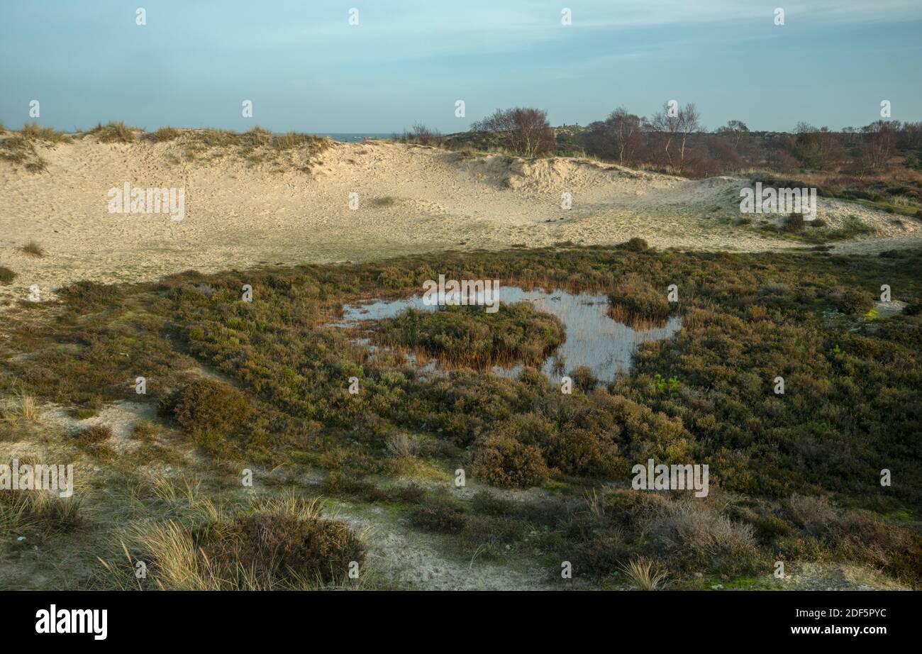 Dune slack and heathy pool in acidic dunes at Studland, Dorset Stock ...