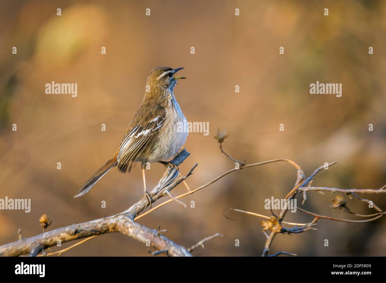 Red backed Scrub Robin singing in morning light in Kruger National park ...