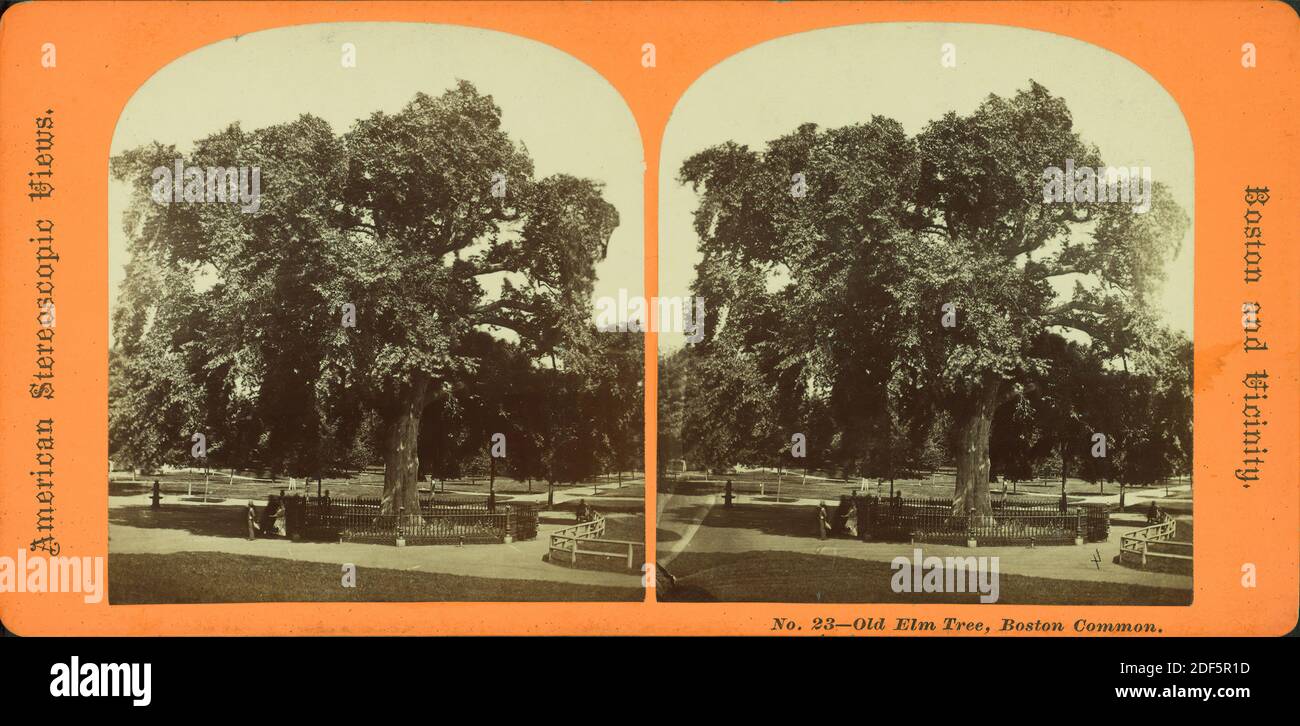 Old elm tree, Boston Common., still image, Stereographs, 1850 - 1930 ...