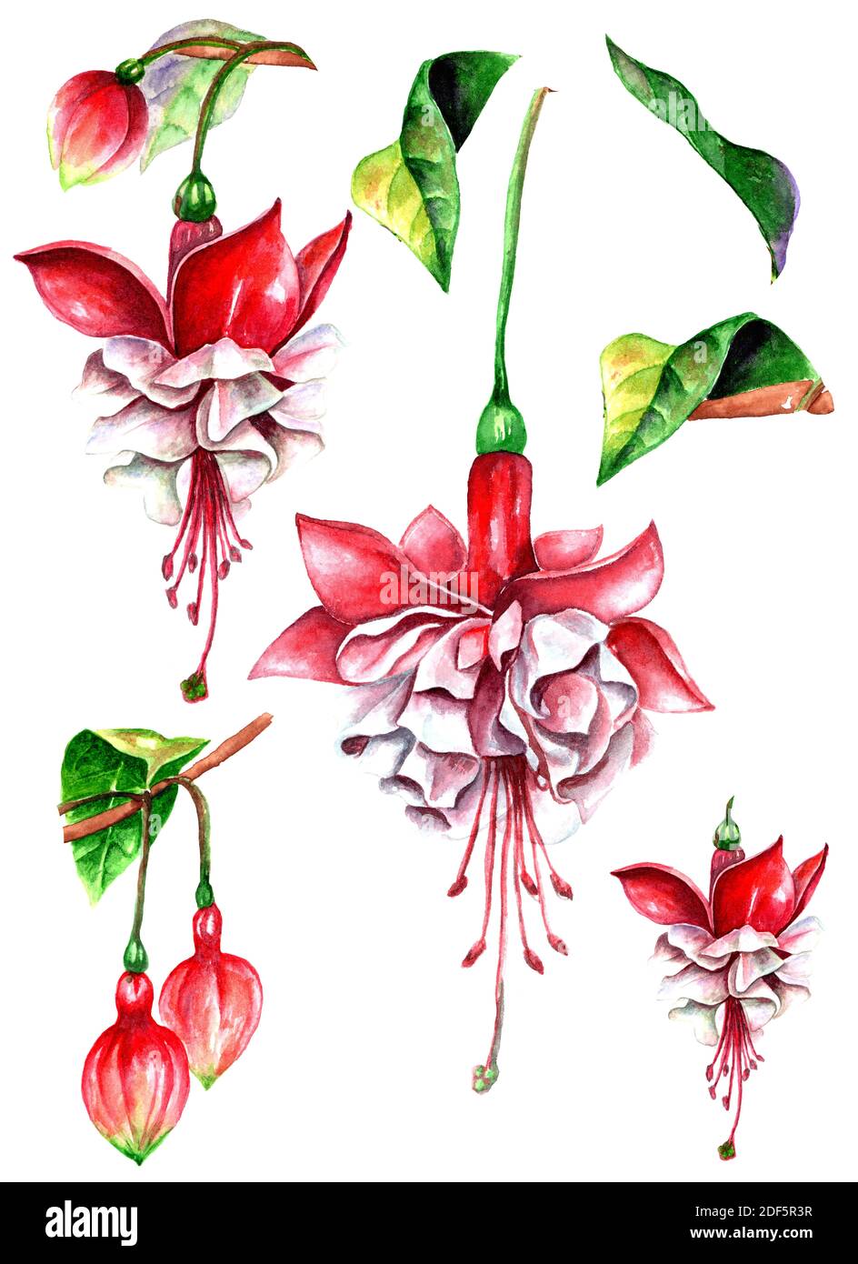 watercolor floral botanical illustration, green leaves, wild garden ...