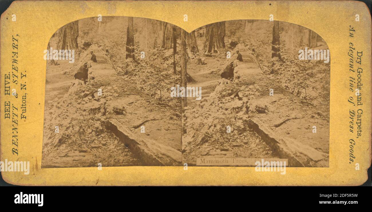 Mammoth Trees, California., still image, Stereographs, 1860 - 1874 ...
