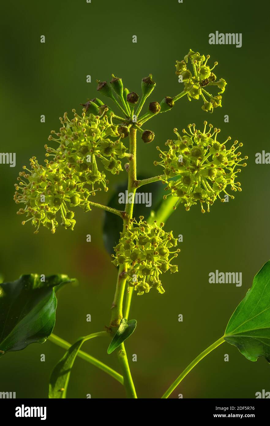 Common ivy, Hedera helix, in flower and with young fruit, in late ...
