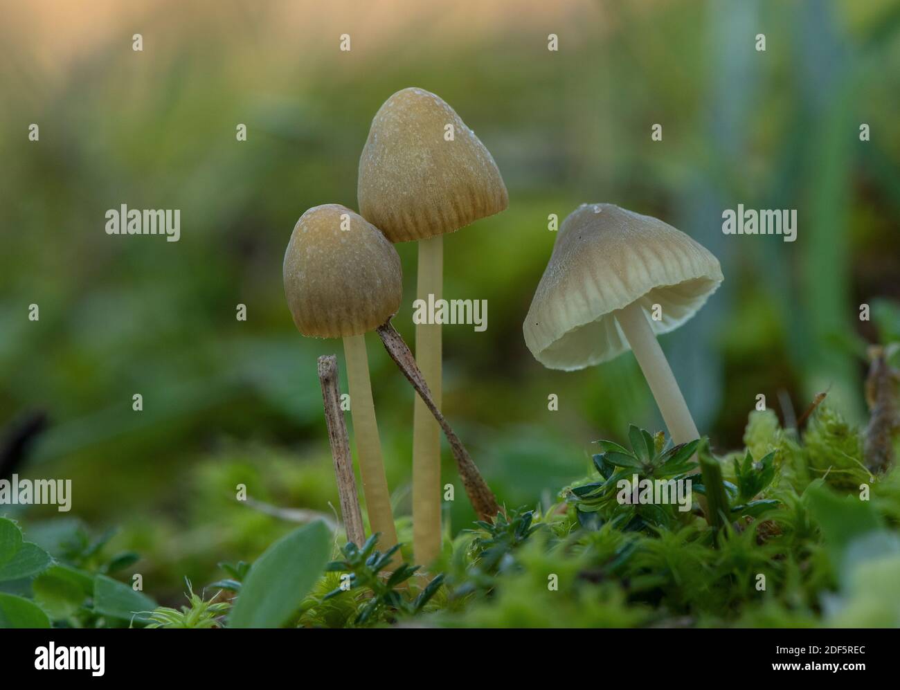 Sand dune moss hi-res stock photography and images - Alamy