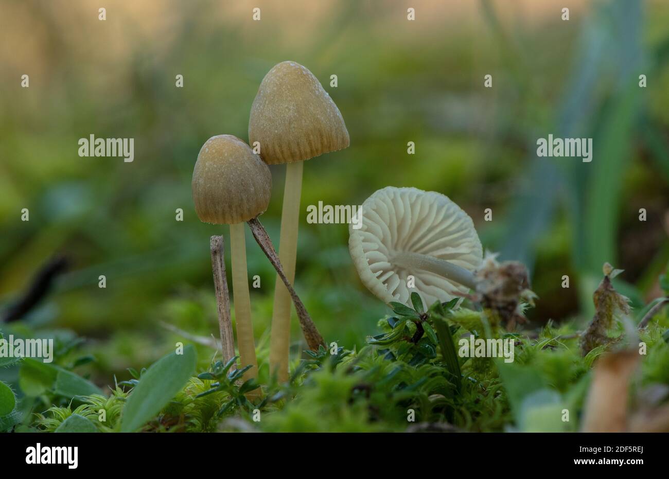 Fungi in sand dunes hi-res stock photography and images - Alamy