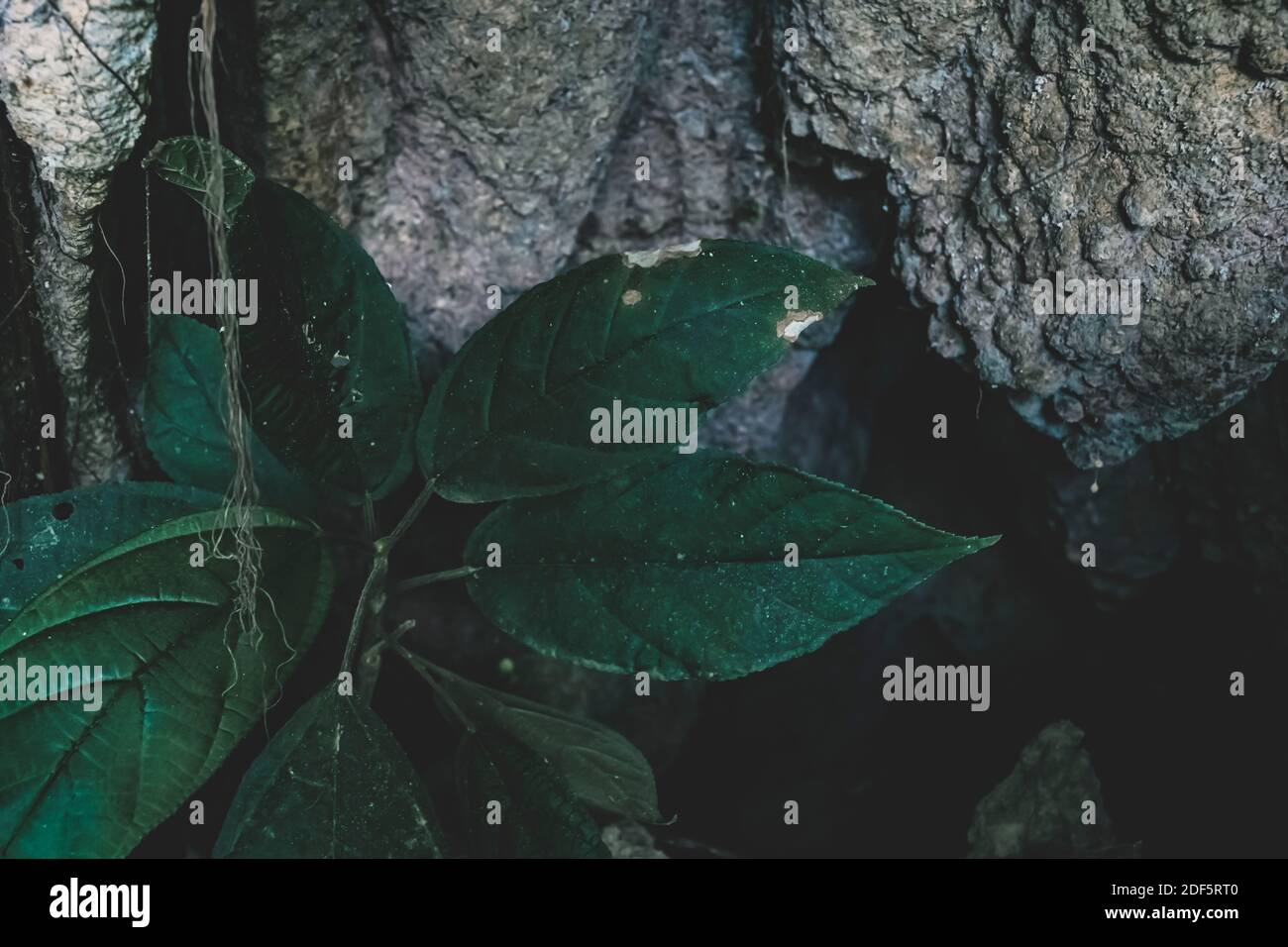 Dark detail of tropical roots and leaves in earth cave in Palenque ...