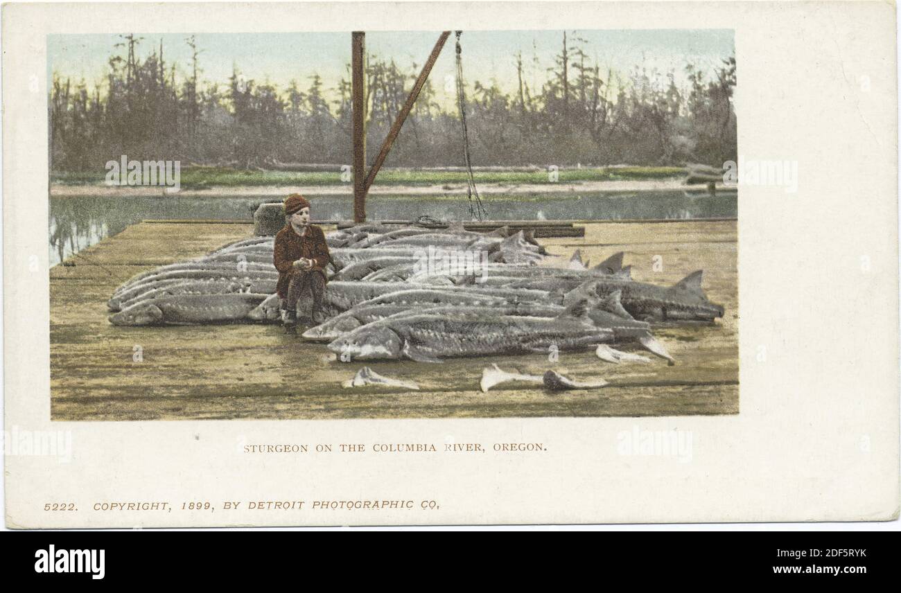 Sturgeon on the Colmbia River, Oregon., still image, Postcards, 1898 ...