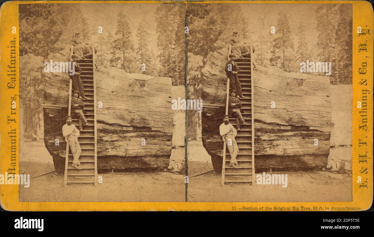 Section of the Original Big Tree, 92 ft. in circumference., still image ...
