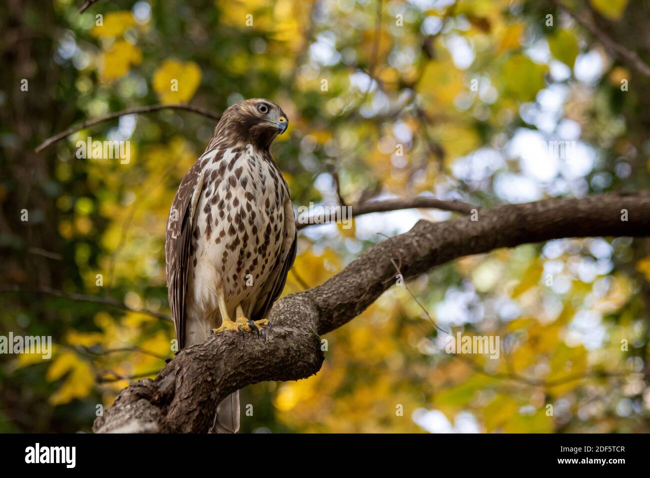 Red Tailed Hawk Perched High Resolution Stock Photography and Images ...