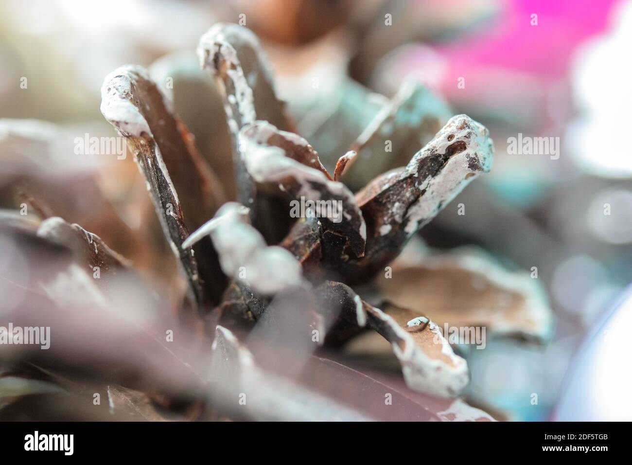 Pine brown bump close-up, New Year's festive background Stock Photo - Alamy