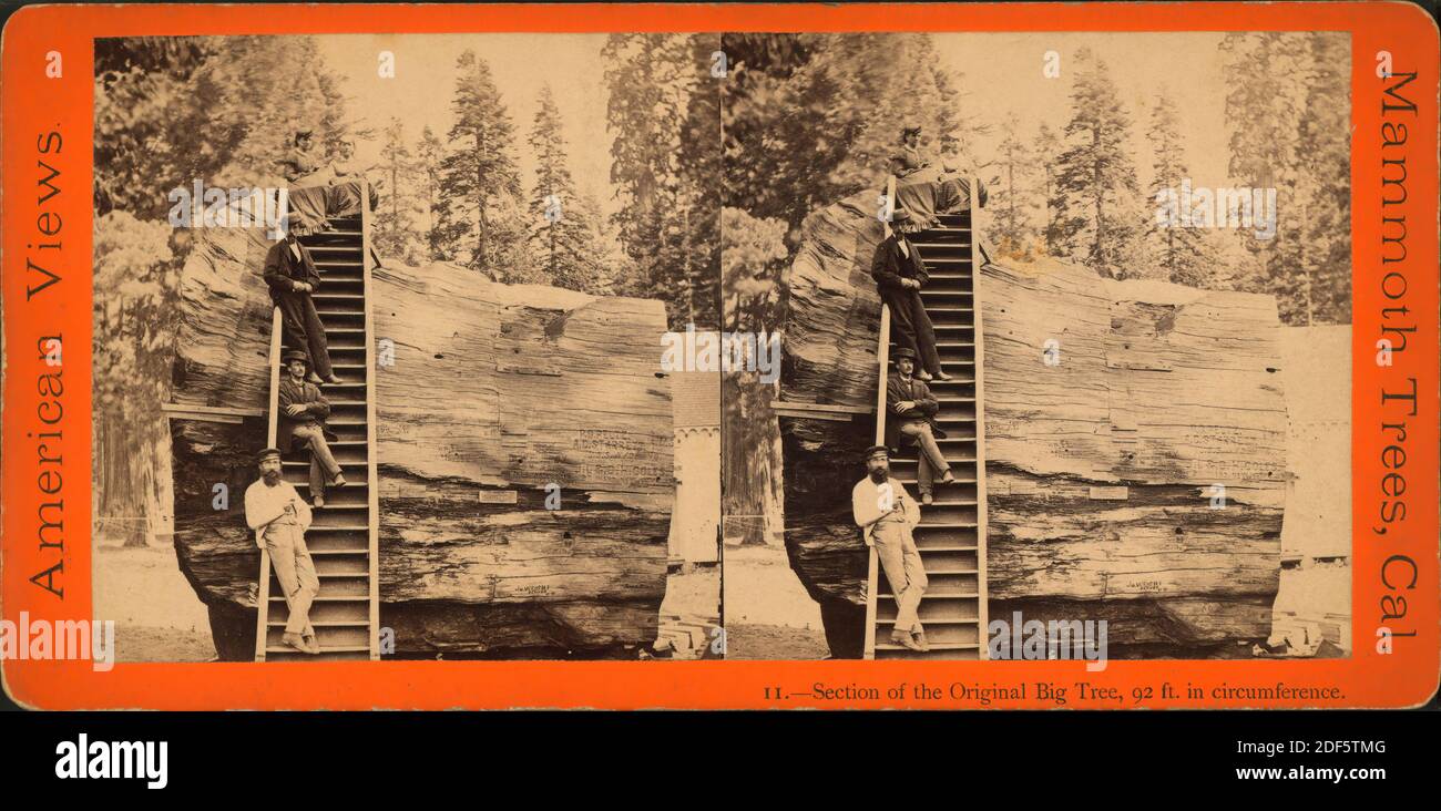 Section of the Original Big Tree, 92 ft. in circumference., still image ...