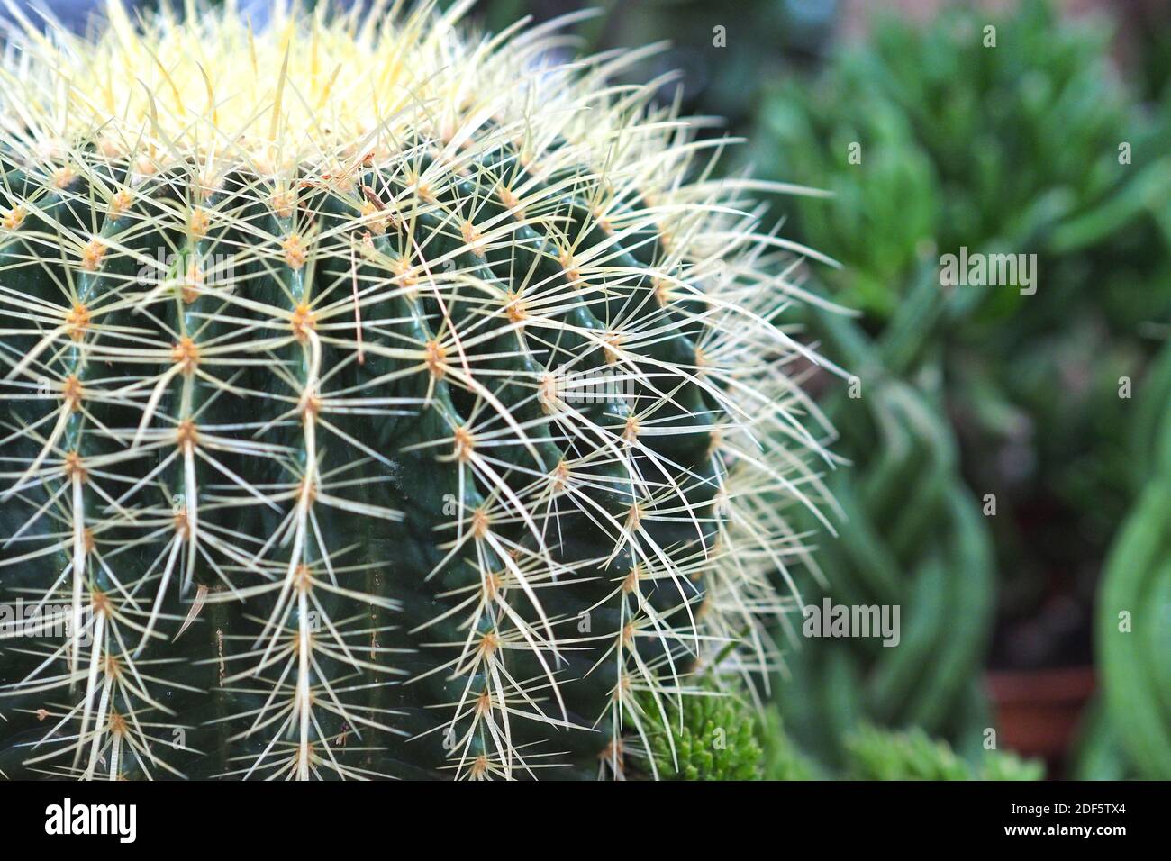 Big green cactus, isolated, close-up Stock Photo - Alamy