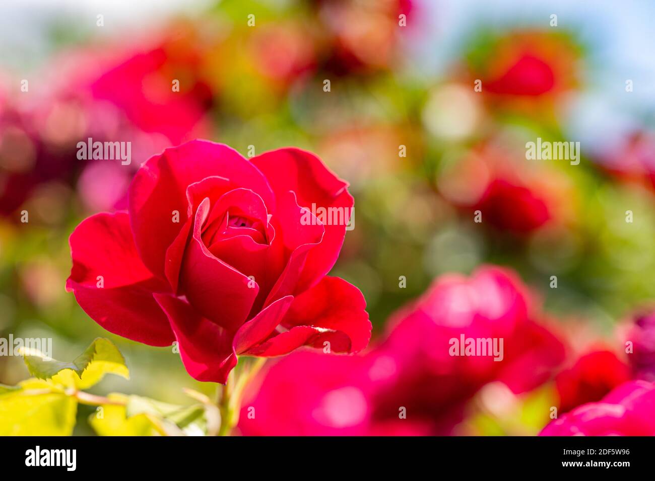 Artistic red roses in floral garden, dream nature. Romantic red roses ...