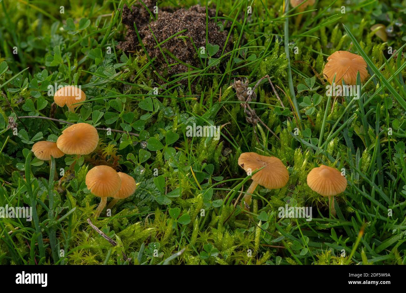 Turf Bell, Galerina graminea, in short acid turf on sand-dunes at ...