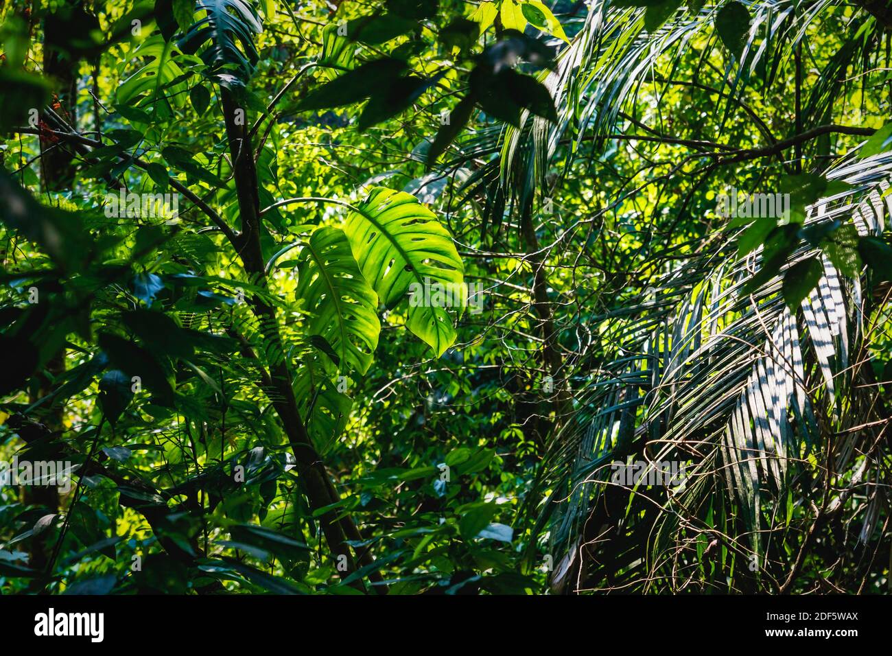 Mexico forest conservation hi-res stock photography and images - Alamy