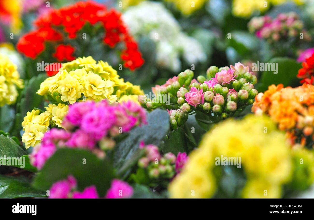 Background of fresh flowers. Houseplant. Selling flowers in the store ...