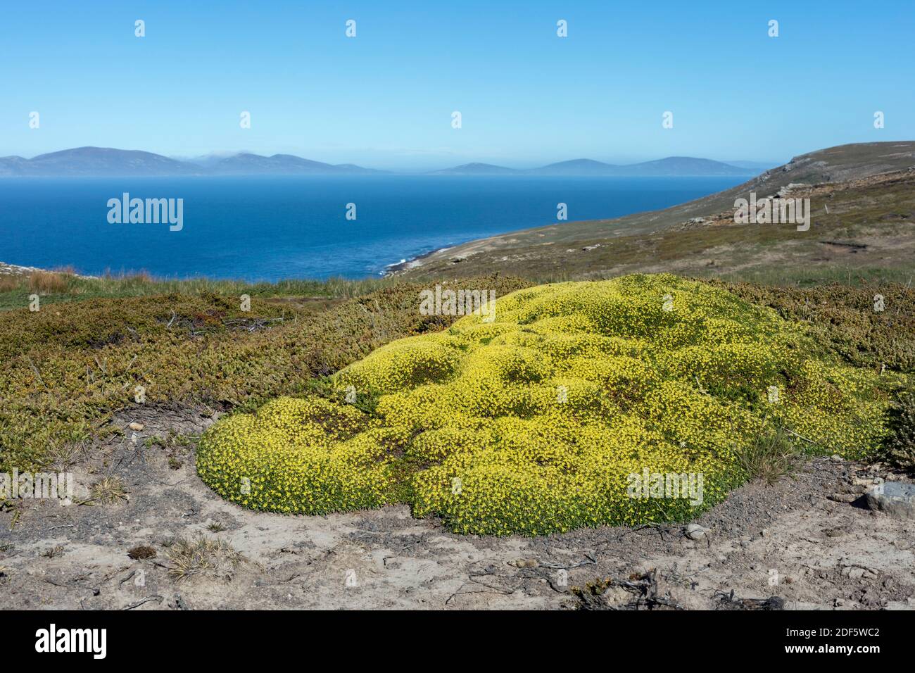 Bolax hi-res stock photography and images - Alamy