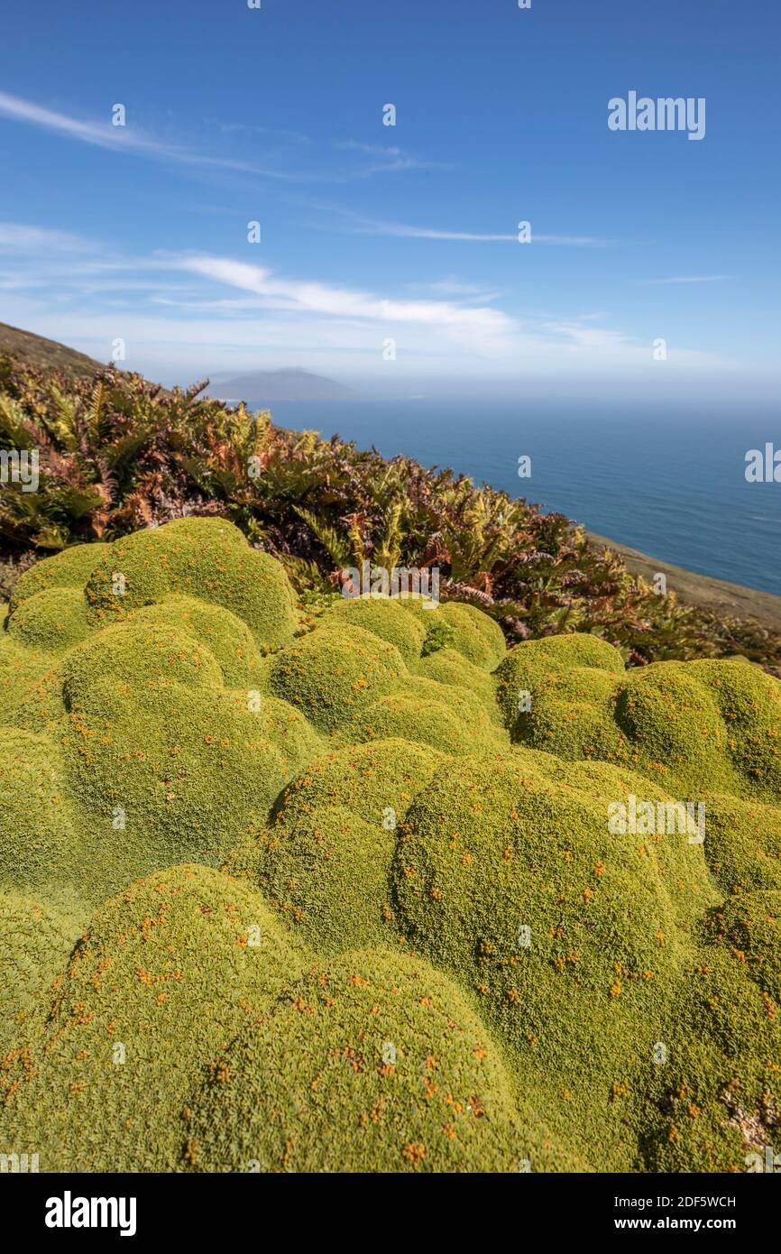 Bolax hi-res stock photography and images - Alamy