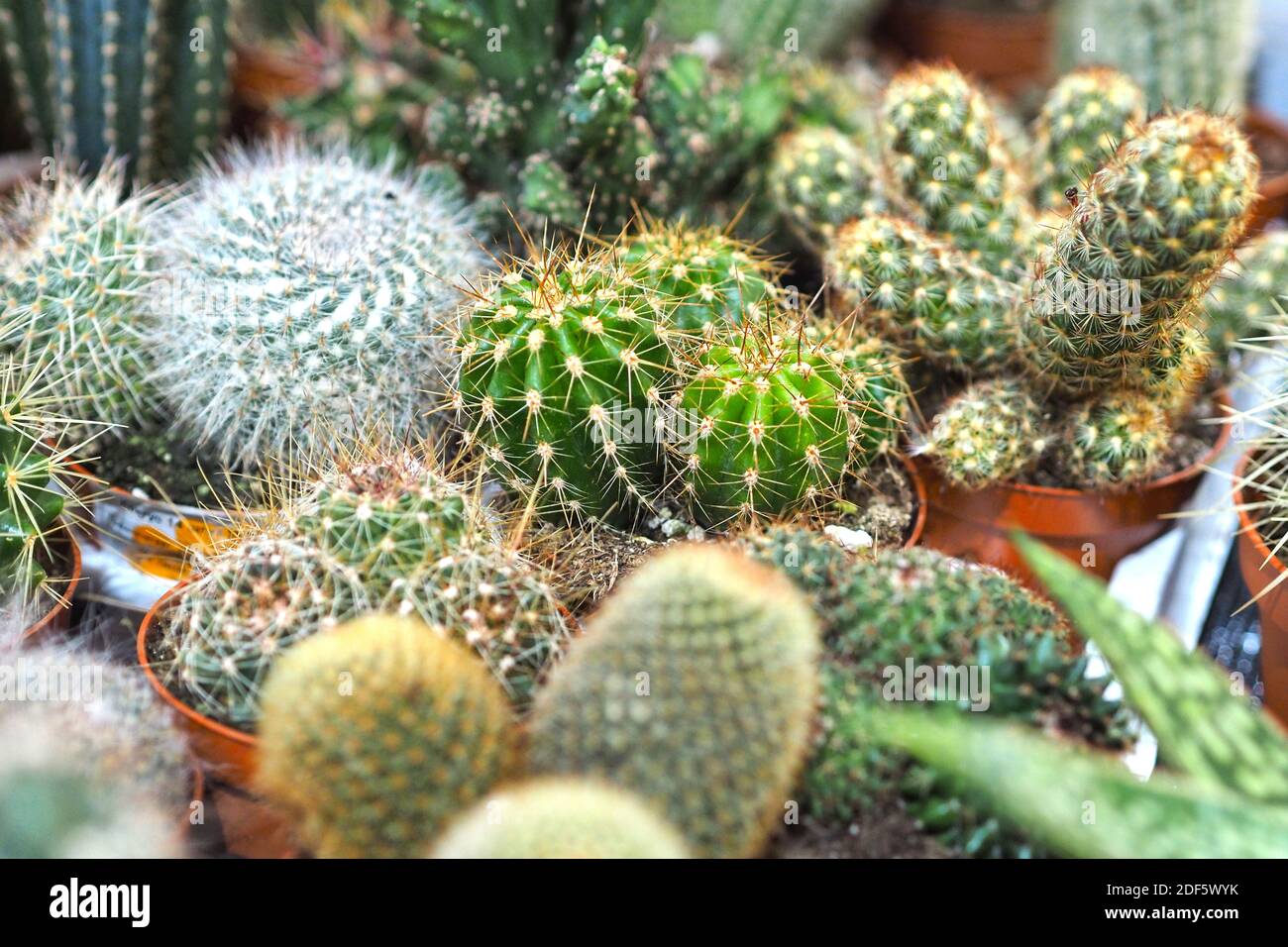 A collection of small cacti, the sale of cacti in the store Stock Photo ...