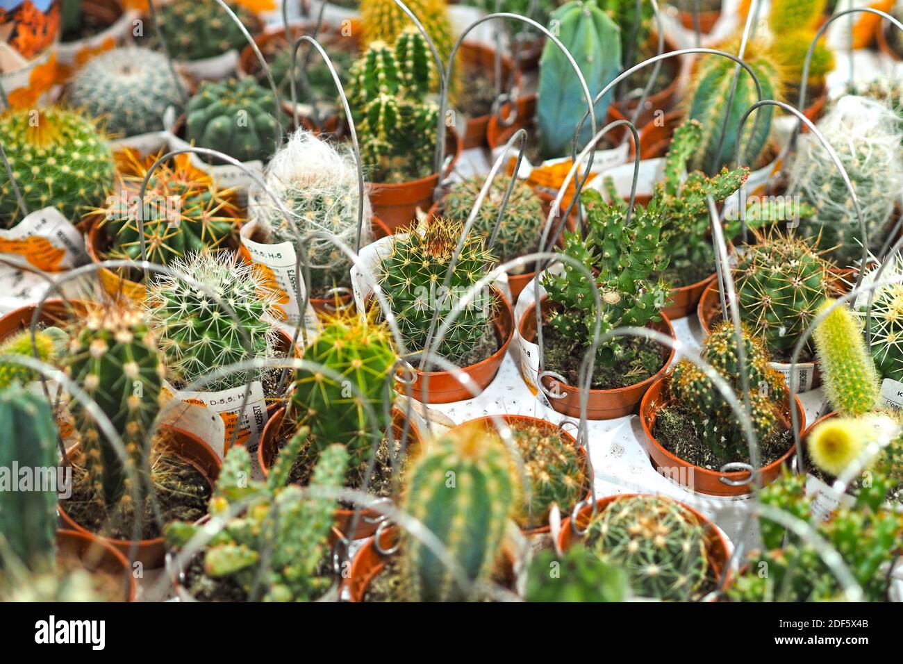 A collection of small cacti, the sale of cacti in the store Stock Photo ...